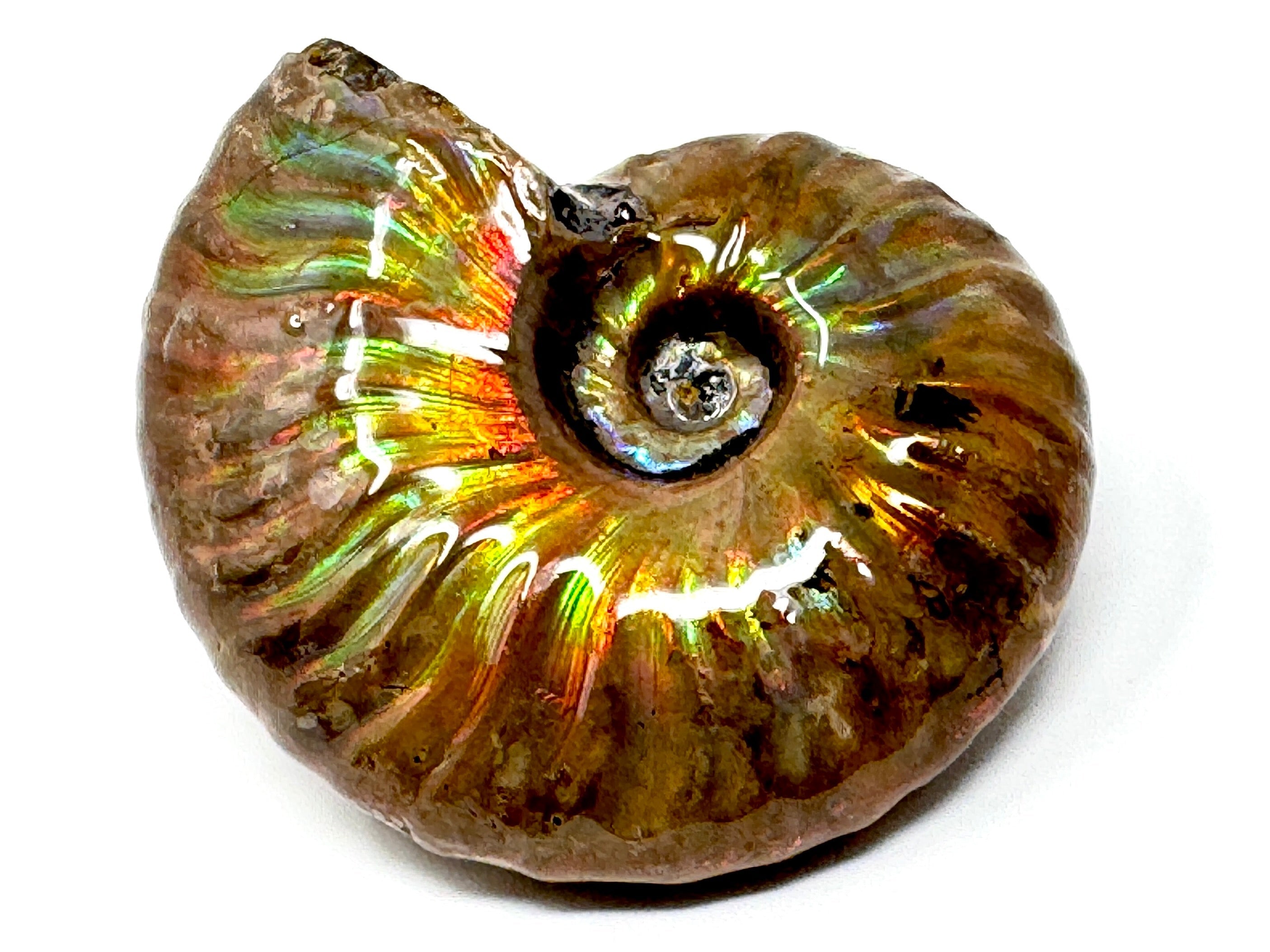 Fossils For Sale | Buy Fossils Online At Madagascan Direct