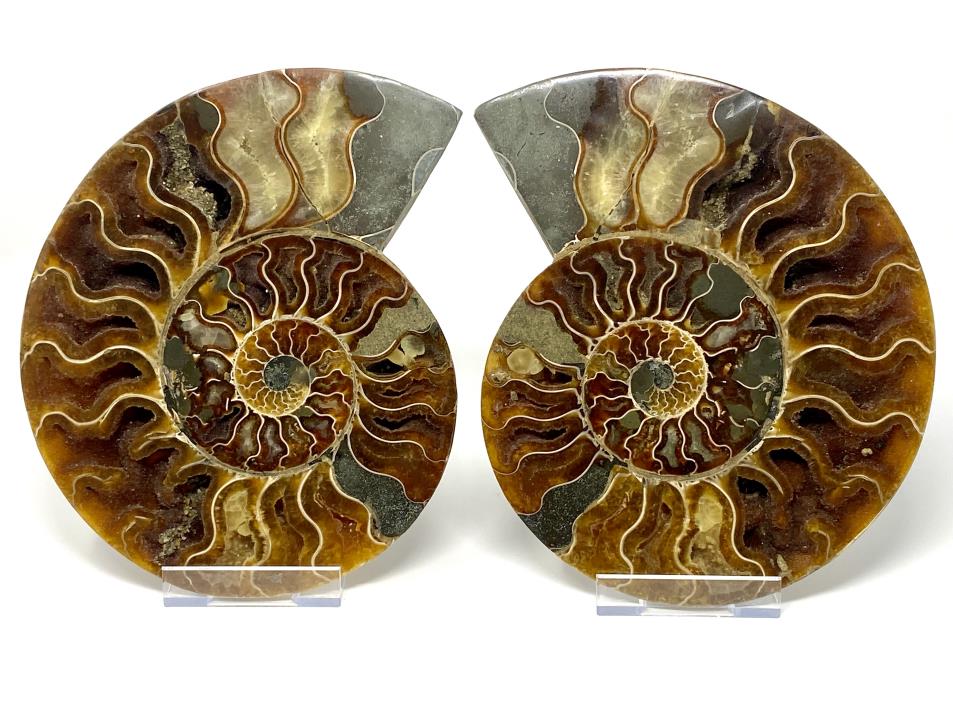 Ammonite Pairs | Cut Ammonite Fossils For Sale – Madagascan Direct
