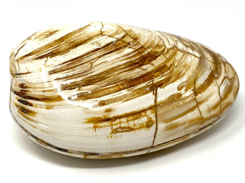 Bivalve Fossils For Sale | Clam Fossils For Sale – Madagascan Direct