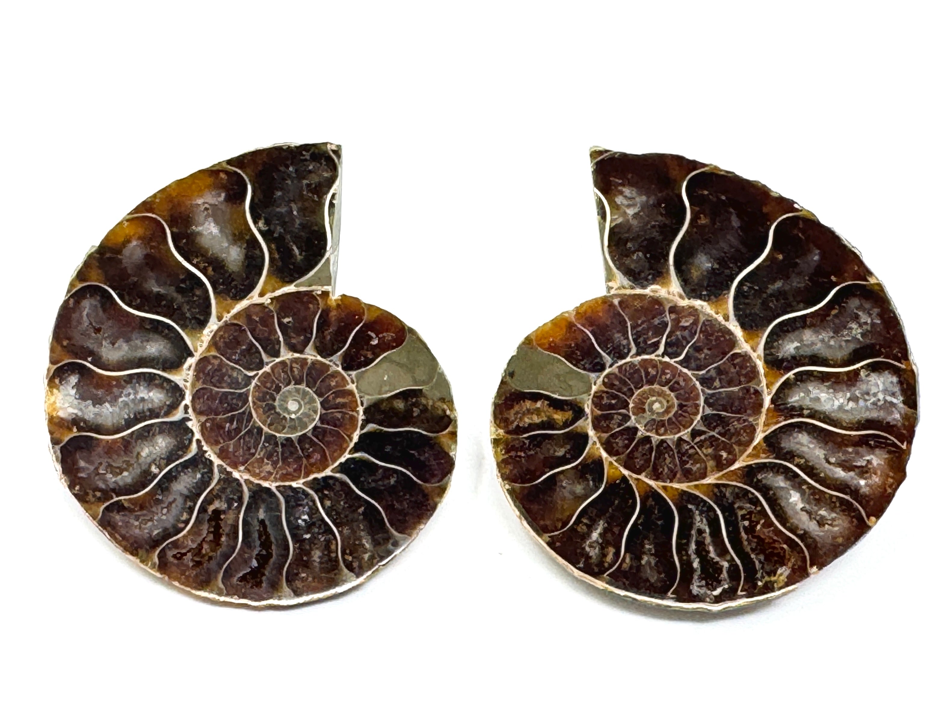 Ammonite Pair | Madagascar Ammonite Fossils For Sale – Madagascan Direct