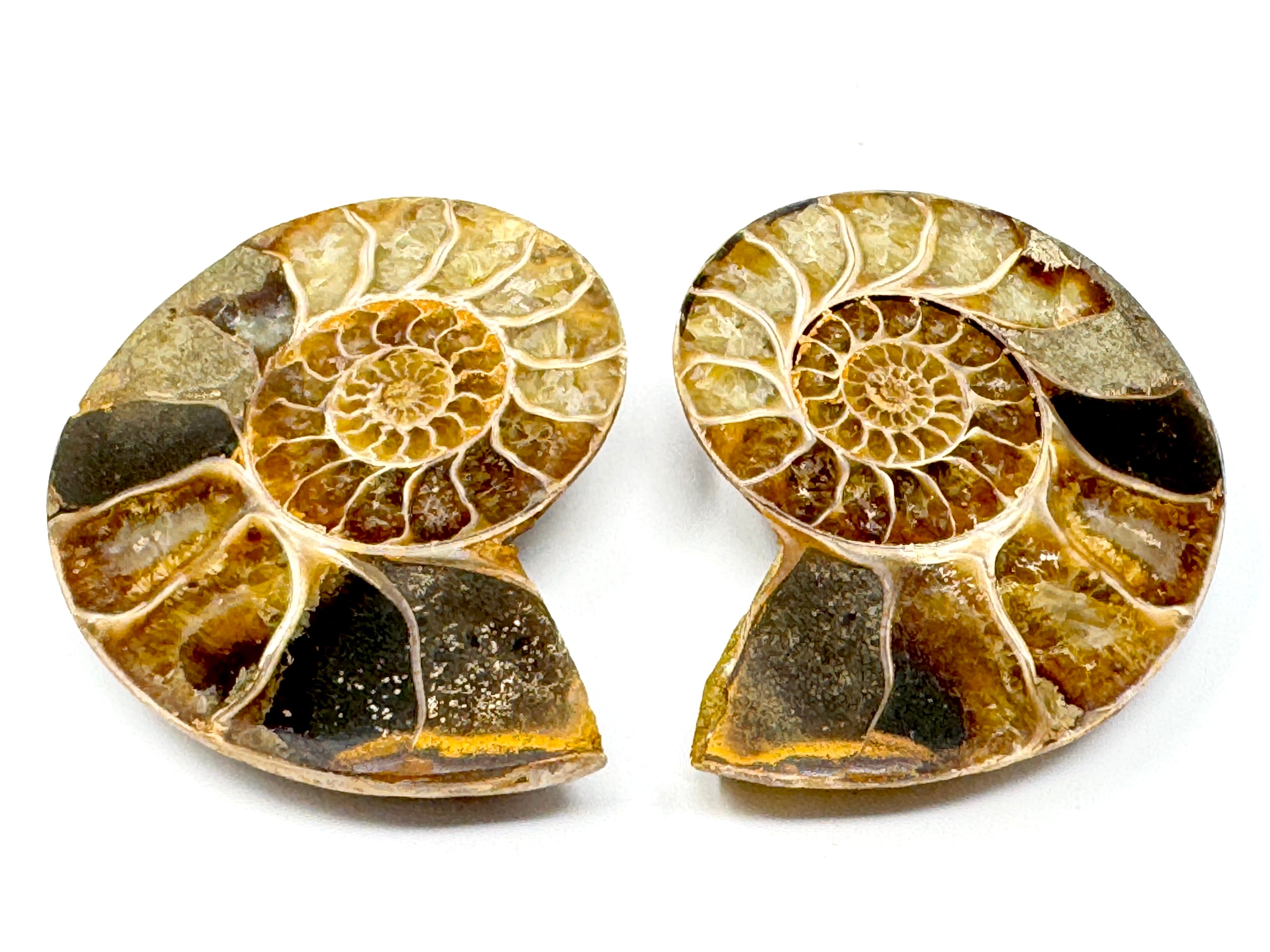 Ammonite Cut Pair Halves | Buy Ammonite Fossils Online – Madagascan Direct