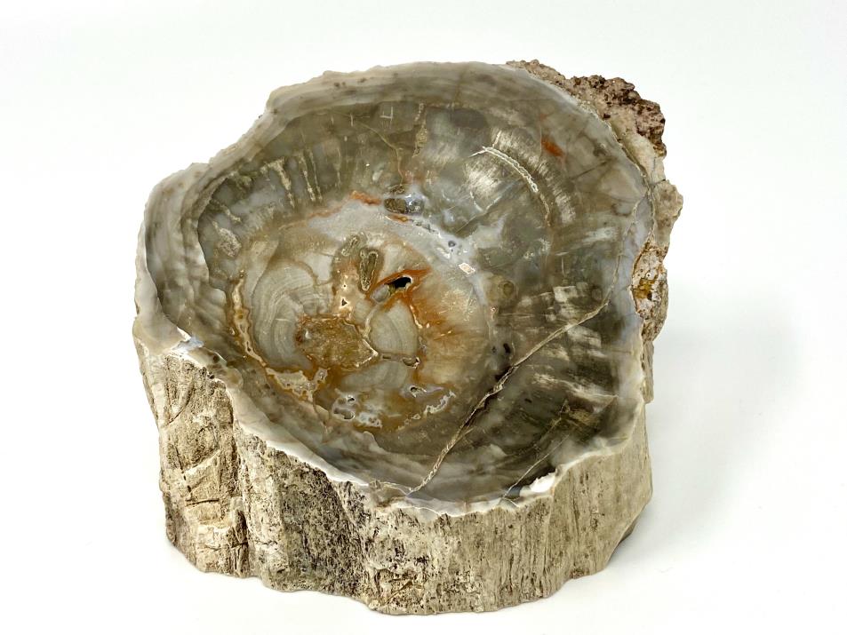 Fossil Wood Branch Bevel Cut | Buy Petrified Wood Fossils – Madagascan ...