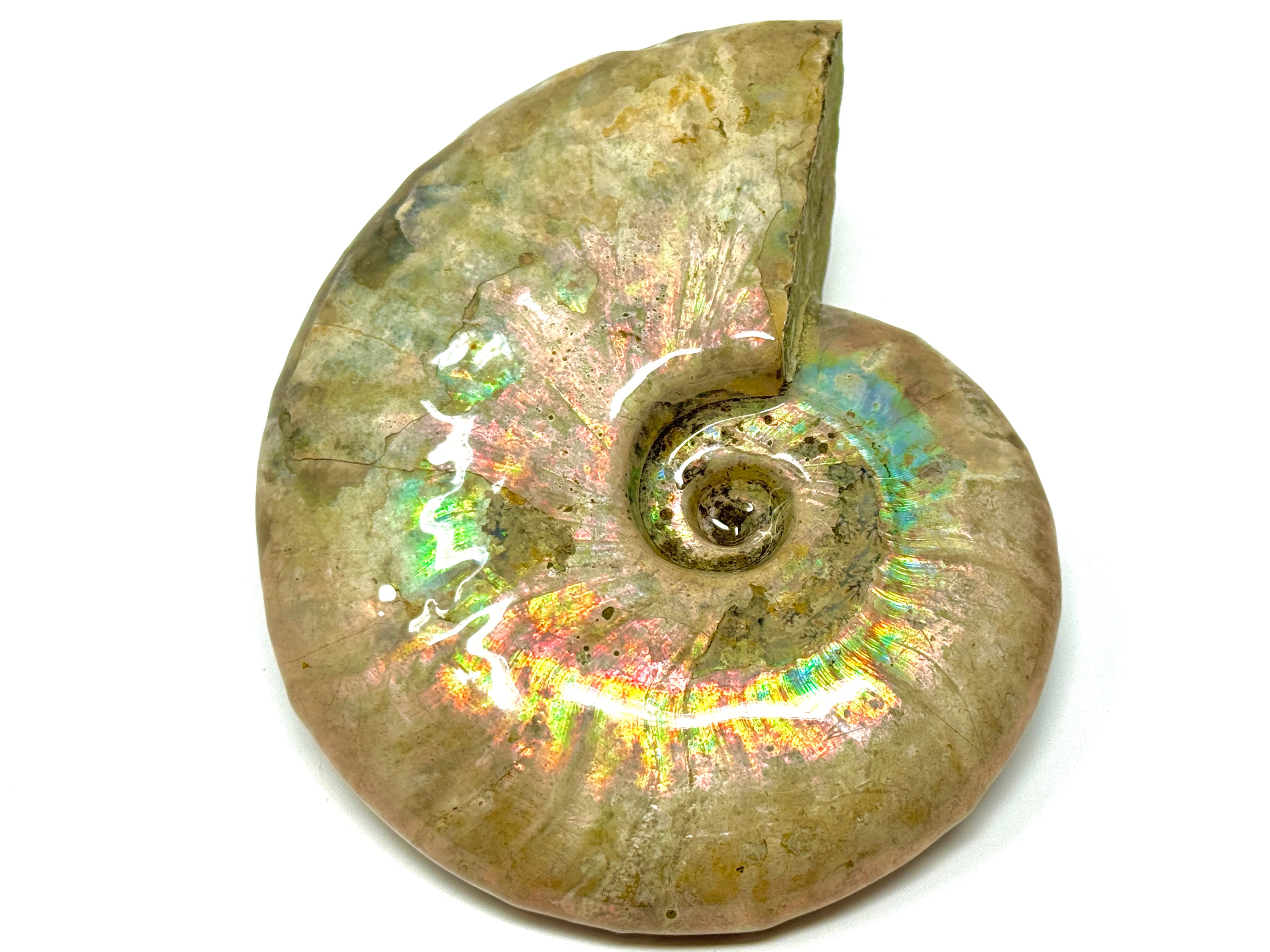 Large Rainbow Iridescent Ammonite Fossil | Big Ammonites For Sale ...